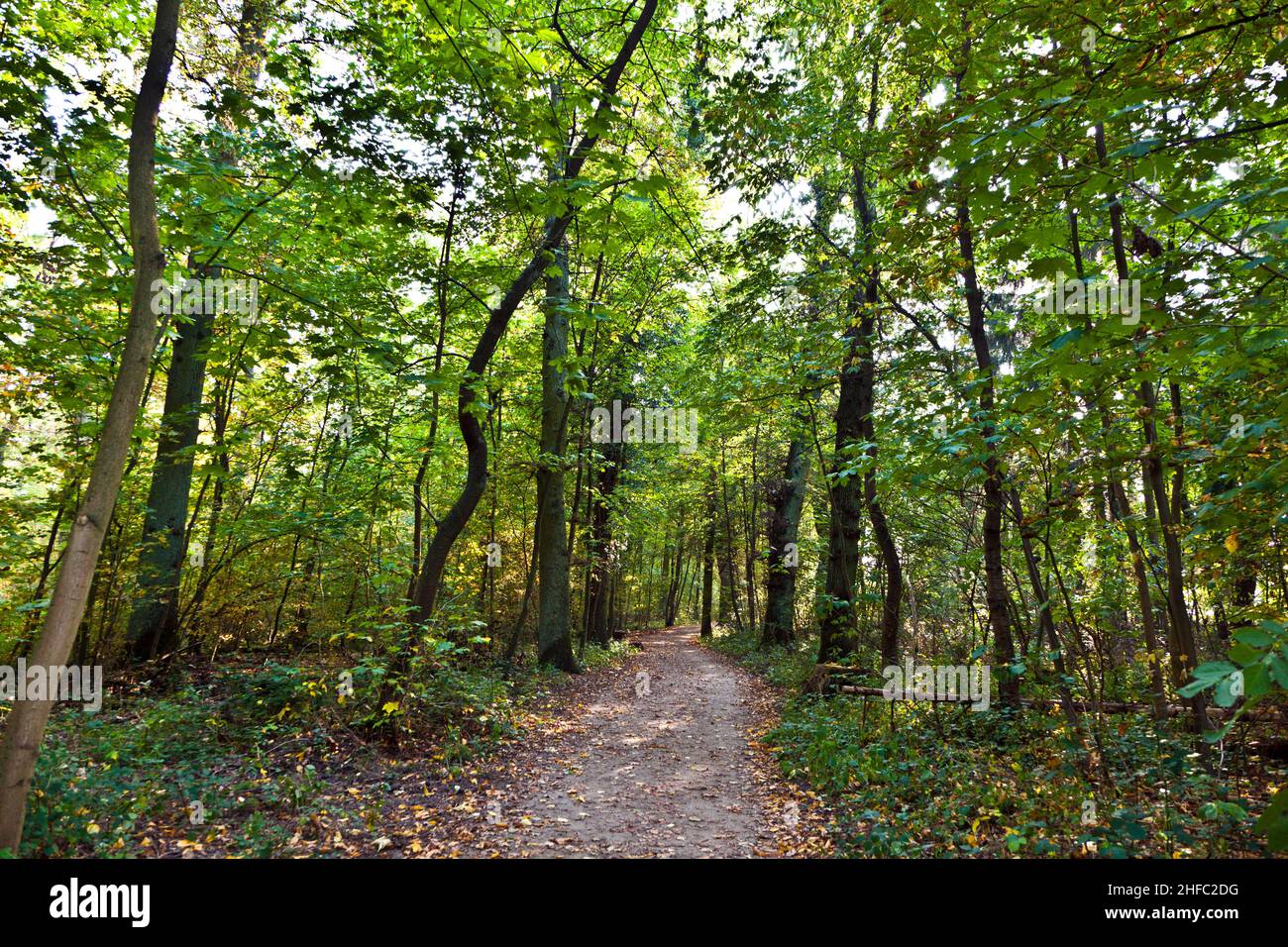 path through old oak forest in beautiful light Stock Photo - Alamy