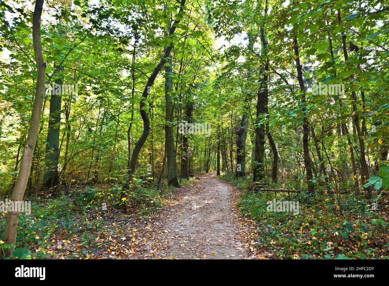 path through old oak forest in beautiful light Stock Photo - Alamy