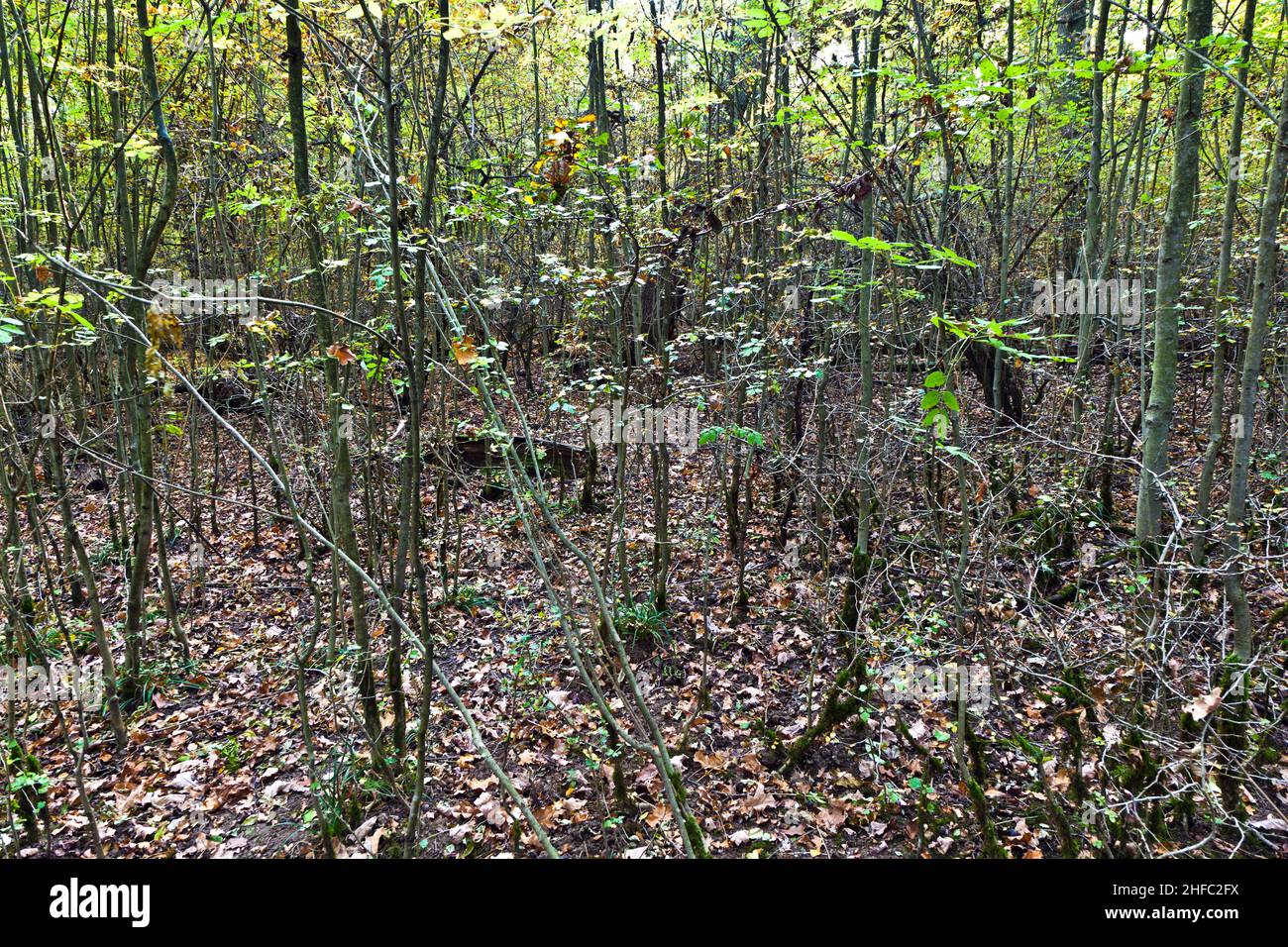 Young oak tree in summer in germany in the forest hi-res stock ...