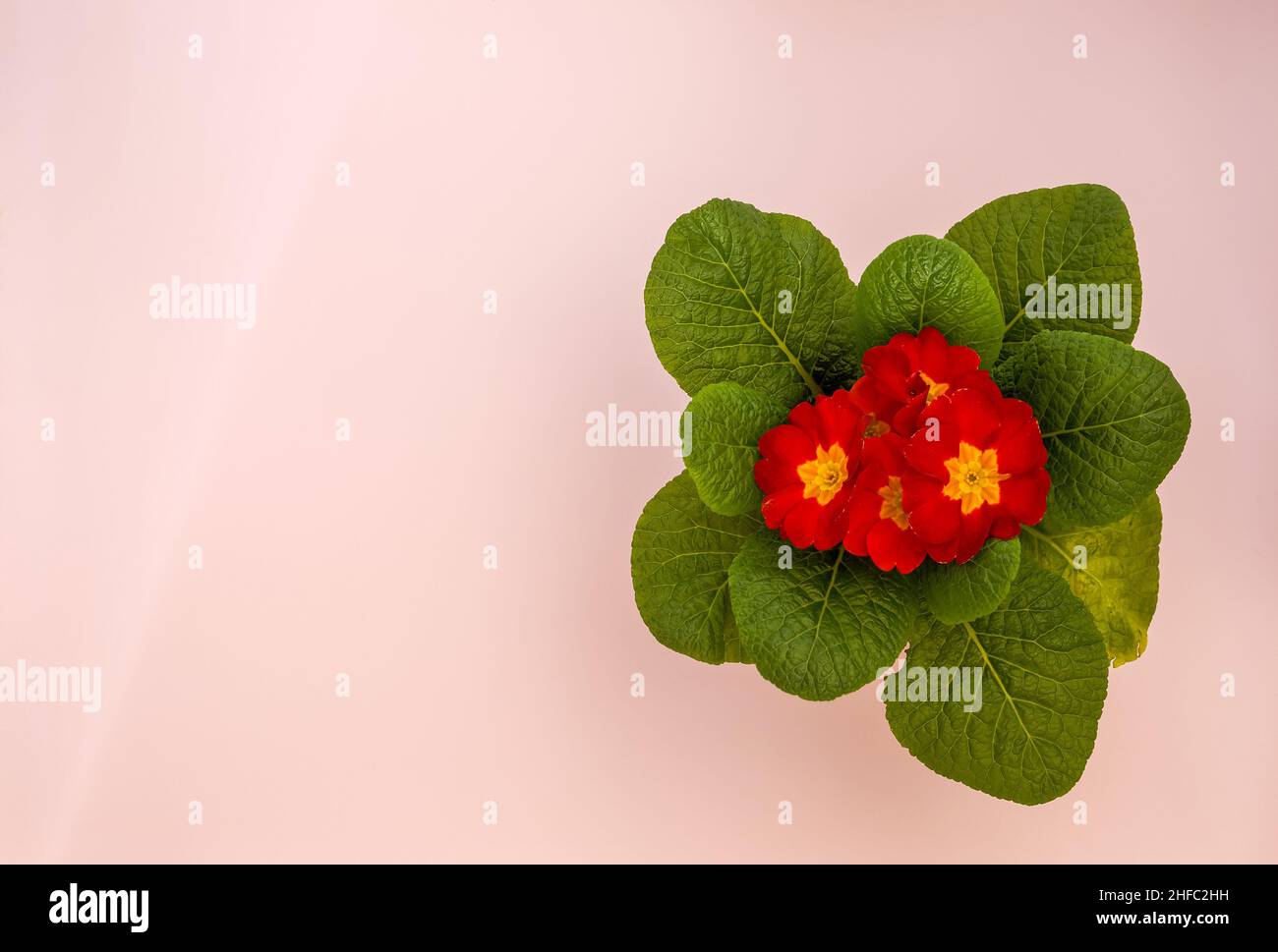 primula, Polyanthus or Primrose, red-yellow flowers in full bloom ...