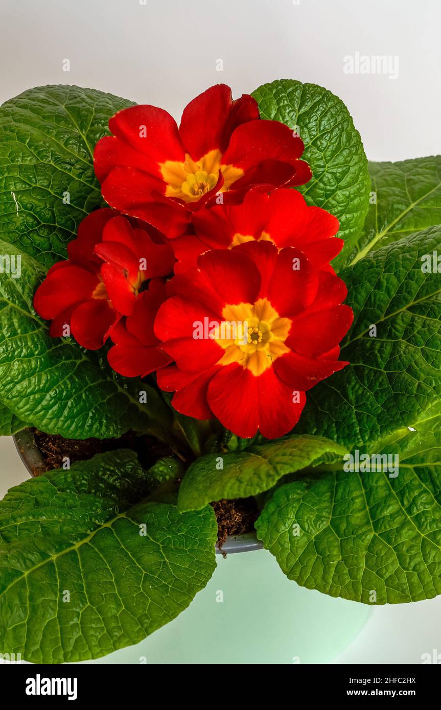 primula, Polyanthus or Primrose, red-yellow flowers in full bloom ...