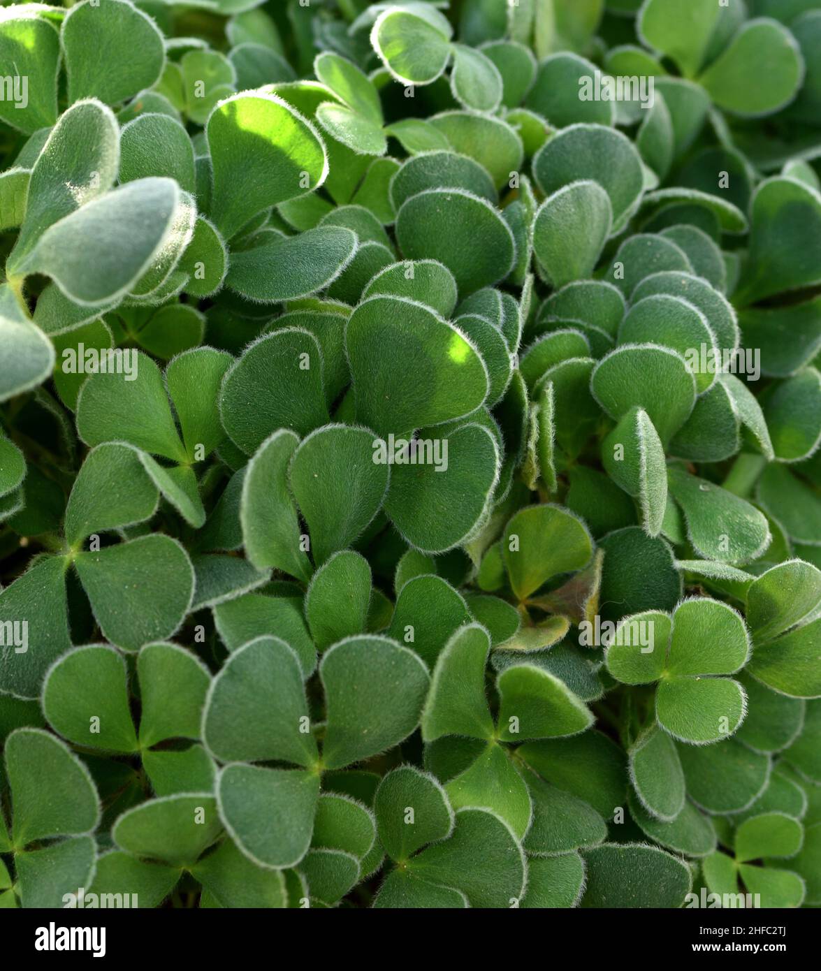 Sorrel leaves hi-res stock photography and images - Alamy