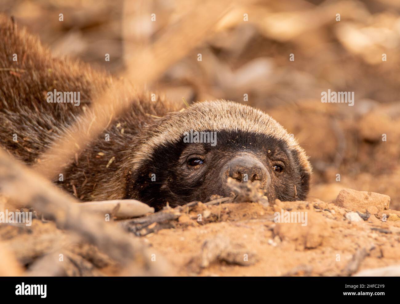Sleepy honey badger hi-res stock photography and images - Alamy