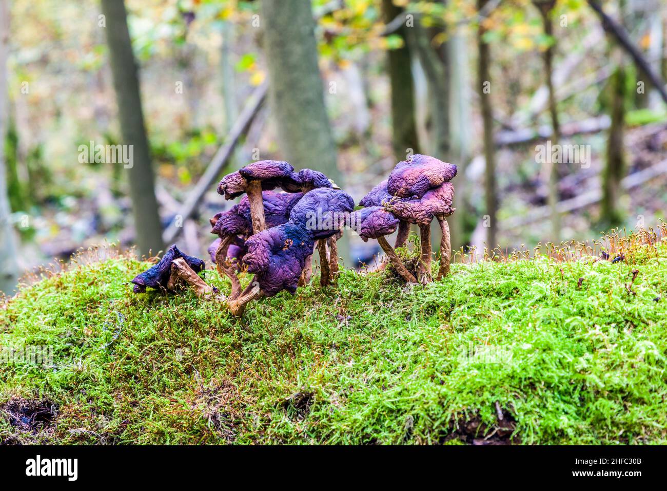 old oak forest in beautiful light Stock Photo - Alamy
