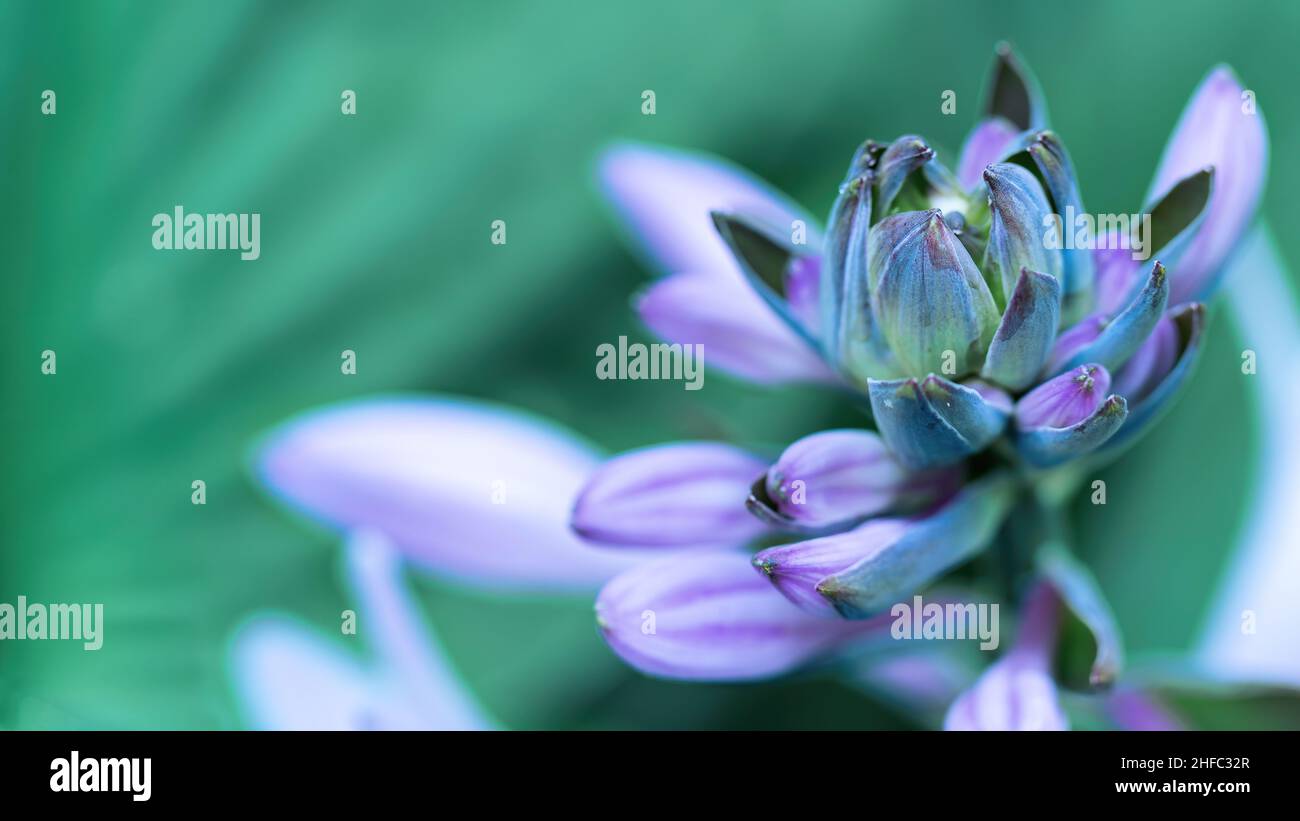 Unusual flower hostsa close-up macro photography. Blue-green ...