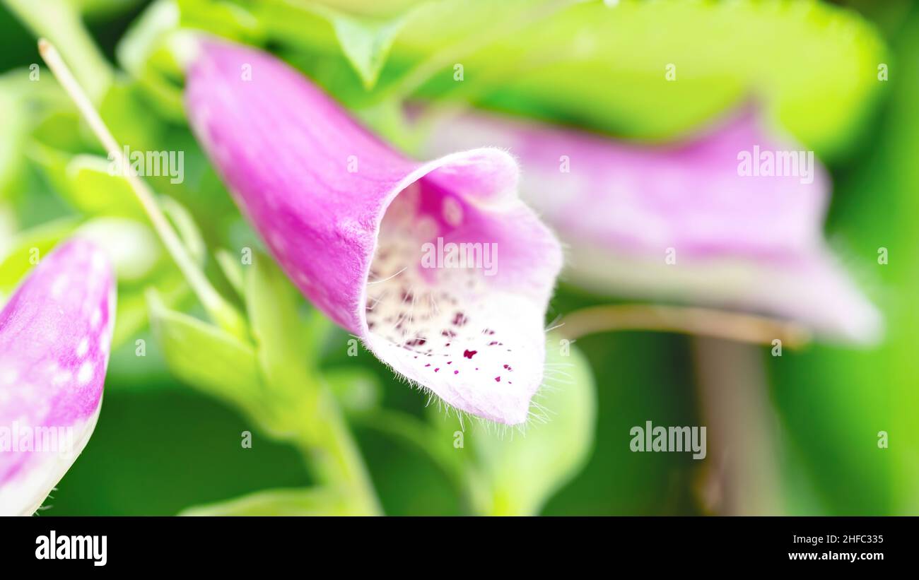 Digitalis inflorescence macro photography. Poisonous garden flower of ...