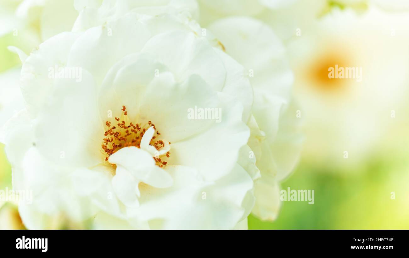 Iceberg rose inflorescence with yellow stamens macro photography ...
