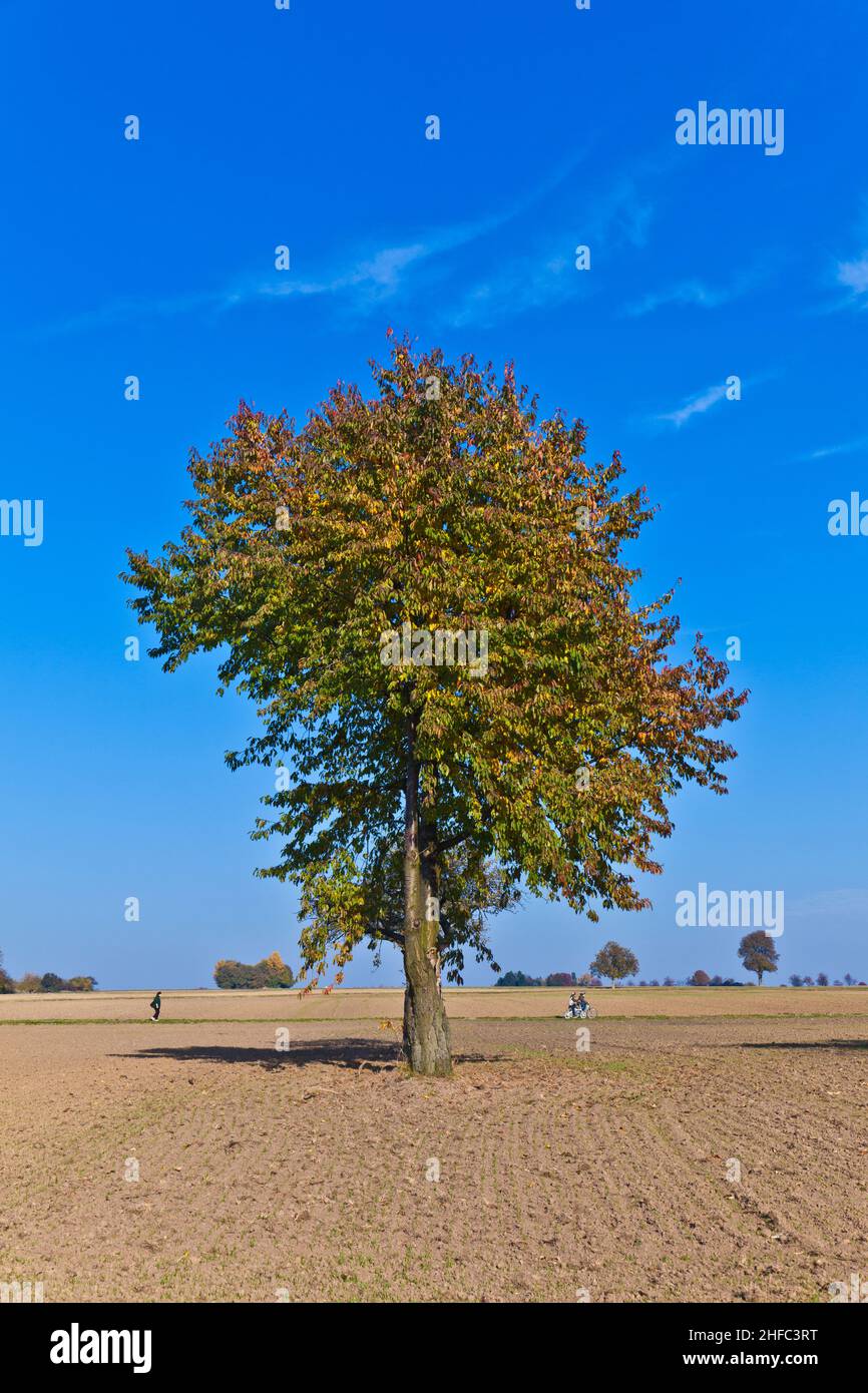 beautiful tree in autumn in ploughed acre Stock Photo - Alamy