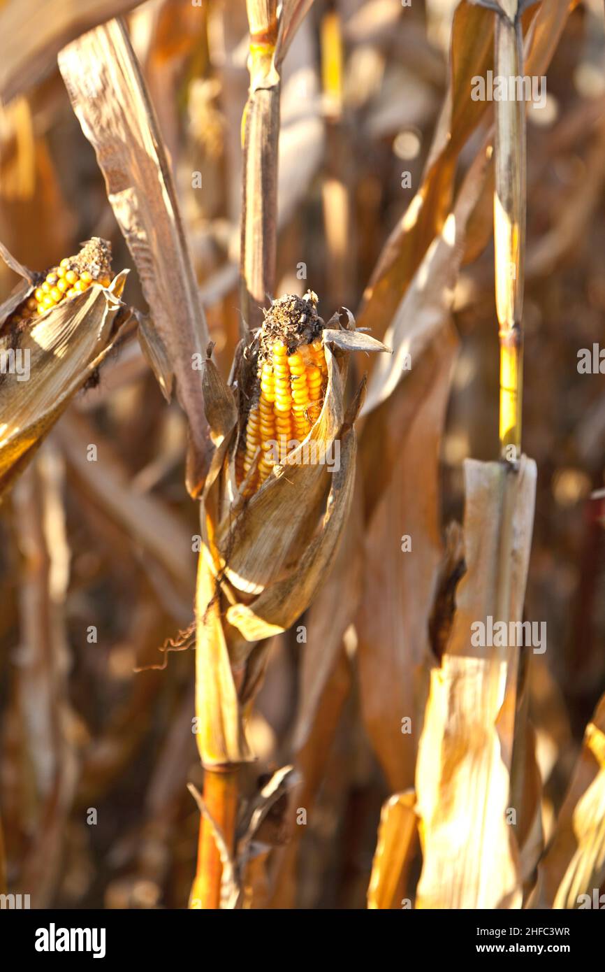 natural full frame background with withered corn plants Stock Photo - Alamy