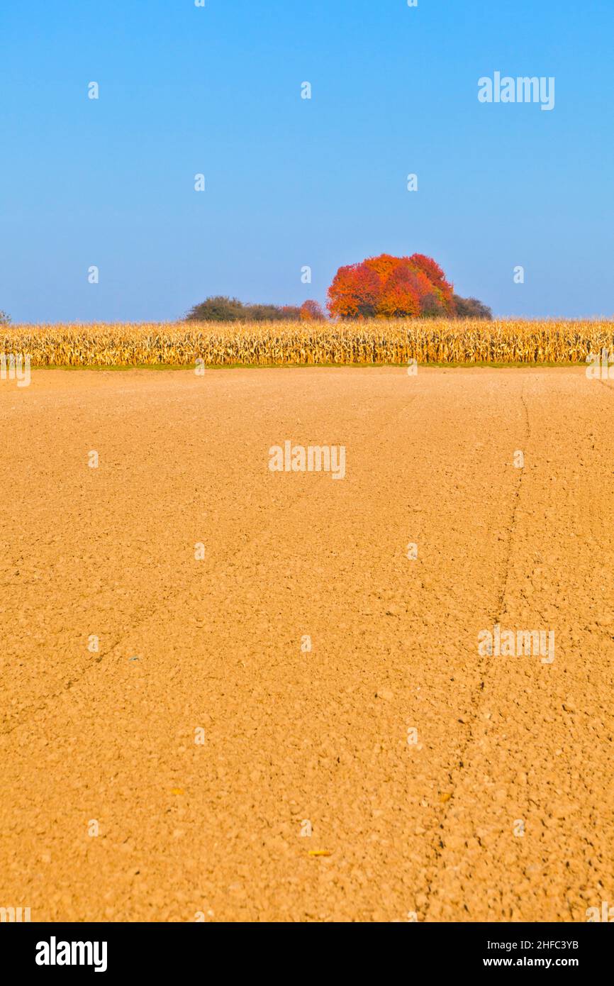natural full frame background with withered corn plants Stock Photo - Alamy