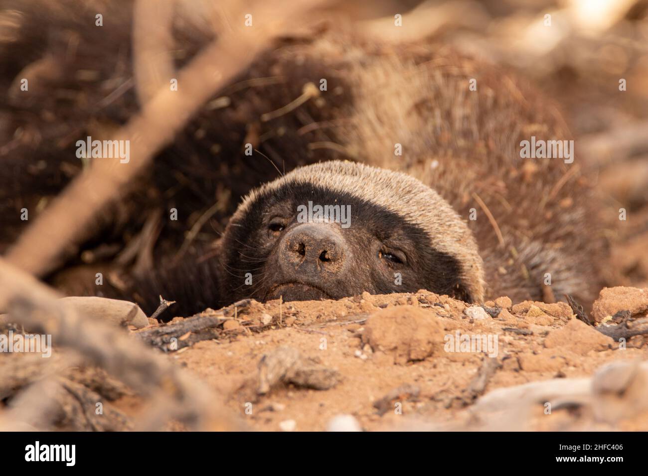 Sleepy Honey Badger in the Kgalagadi Stock Photo - Alamy