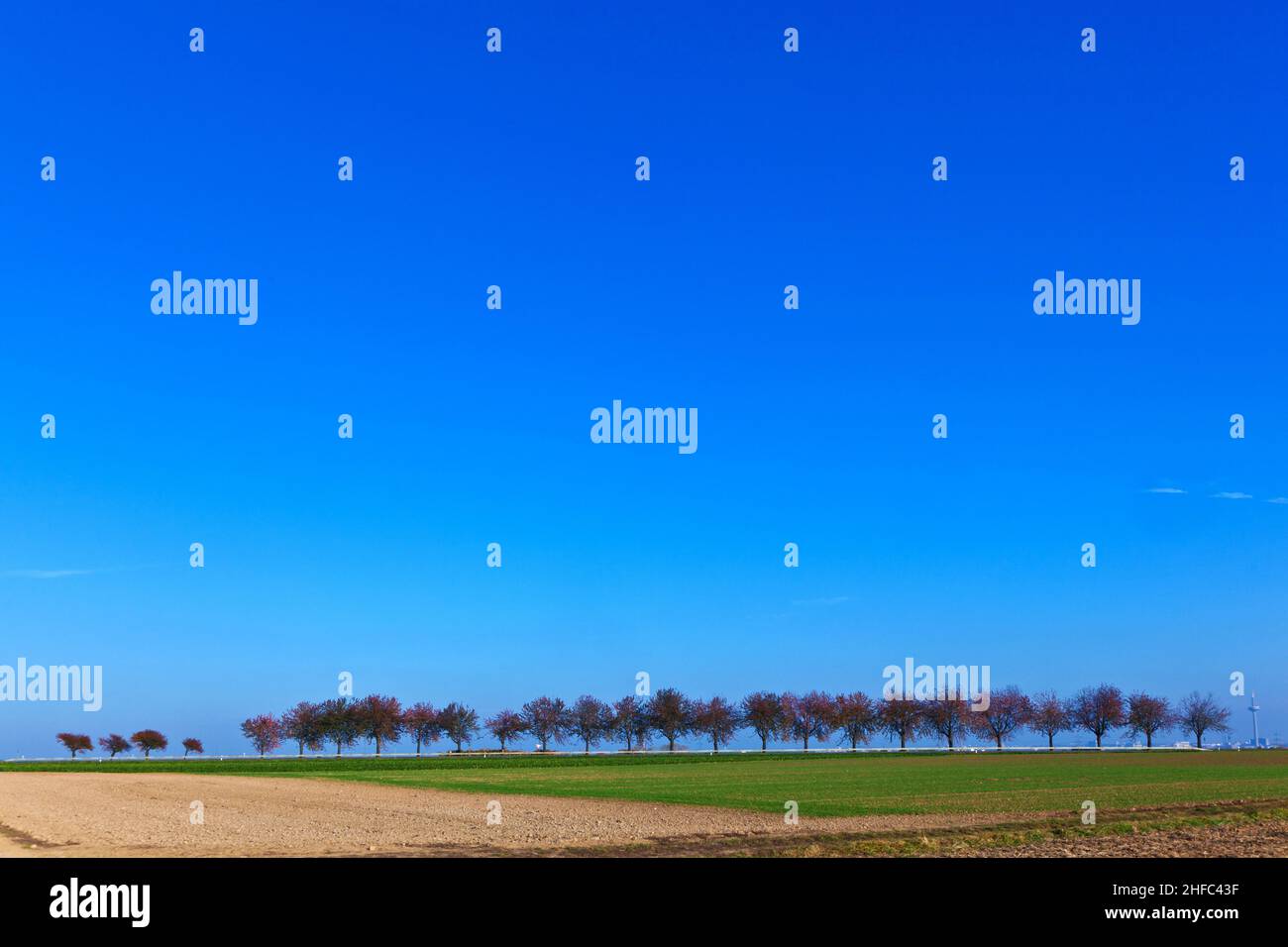 acre and tree in beautiful afternoon light Stock Photo - Alamy