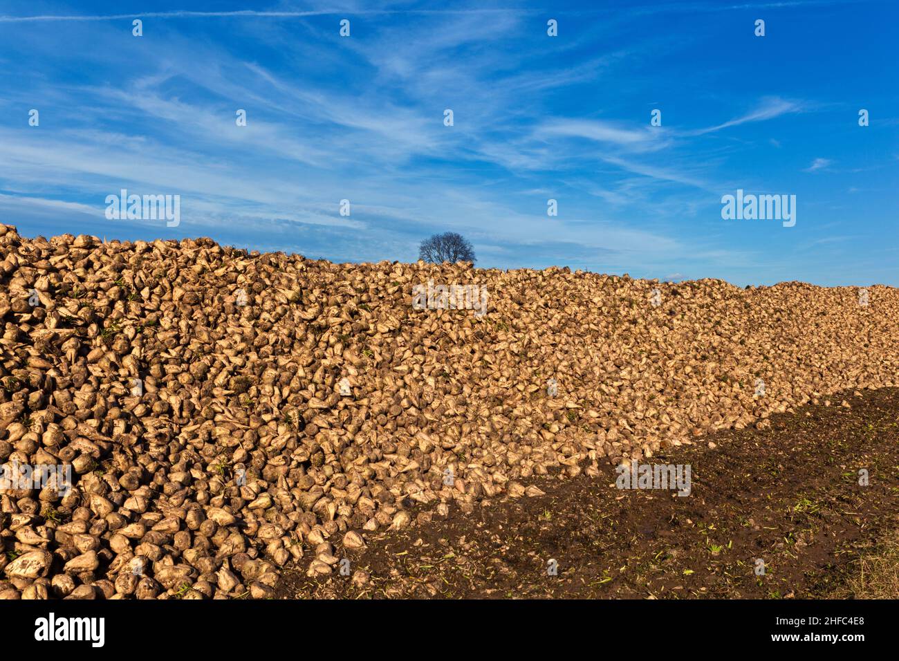 Farmer harvesting sugar beets hi-res stock photography and images - Alamy