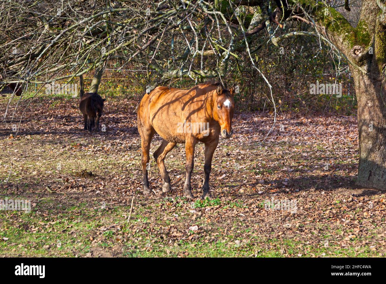 Horses resting under a tree hi-res stock photography and images - Alamy