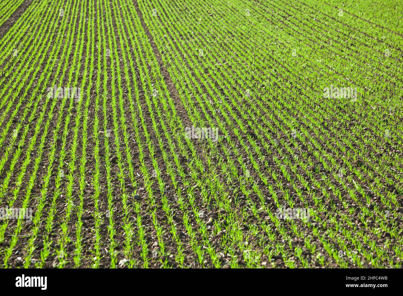 field with straight rows of young corn Stock Photo - Alamy