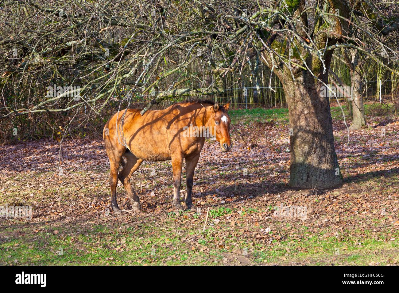 Horse standing under tree hi-res stock photography and images - Alamy