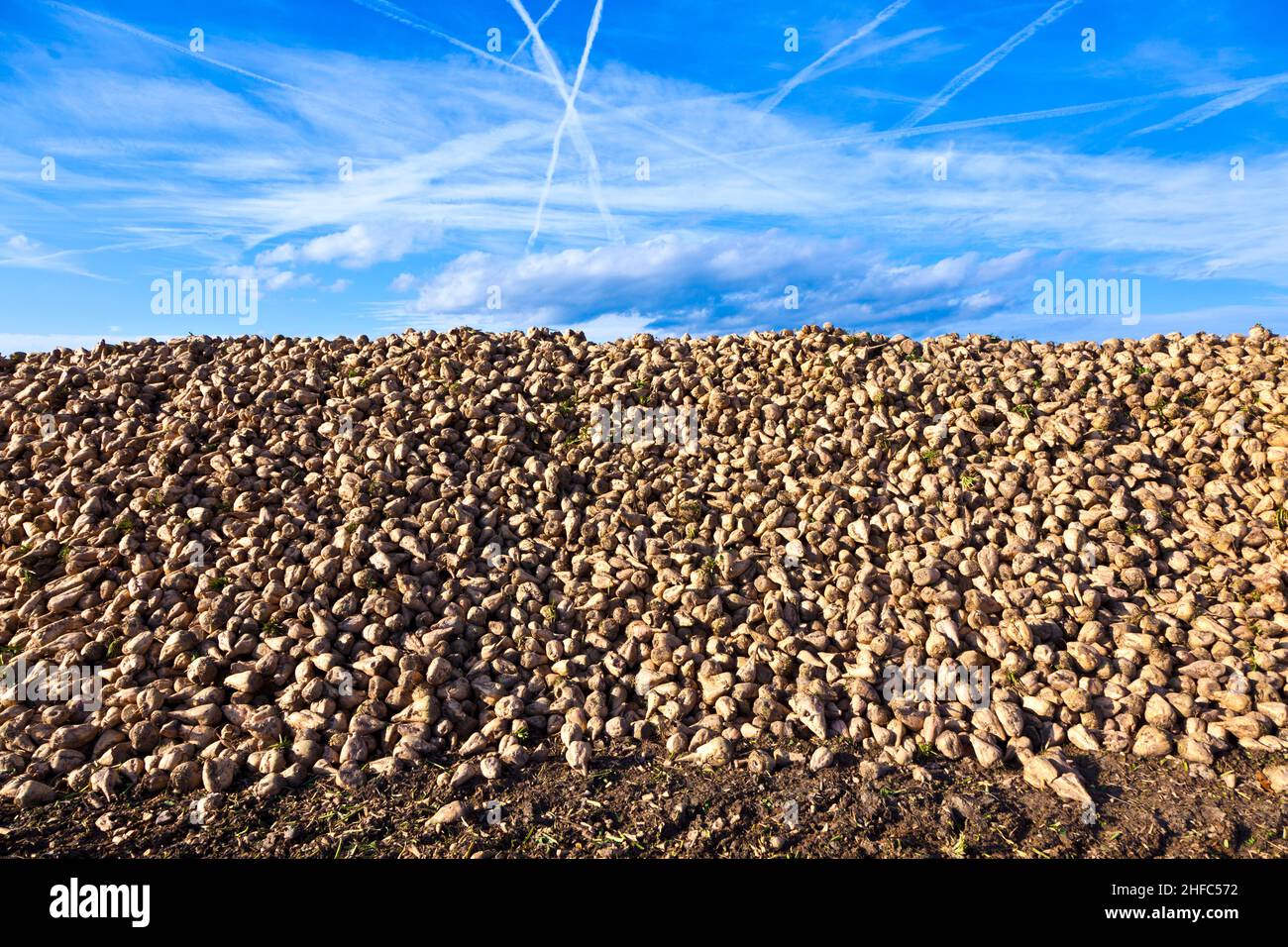 sugar beet field Stock Photo - Alamy