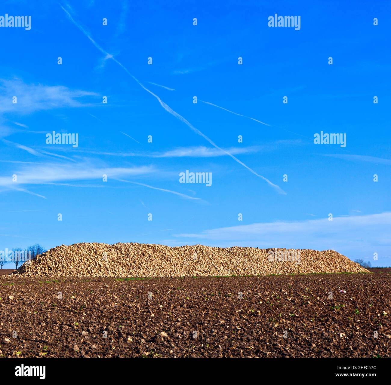 sugar beet field Stock Photo - Alamy