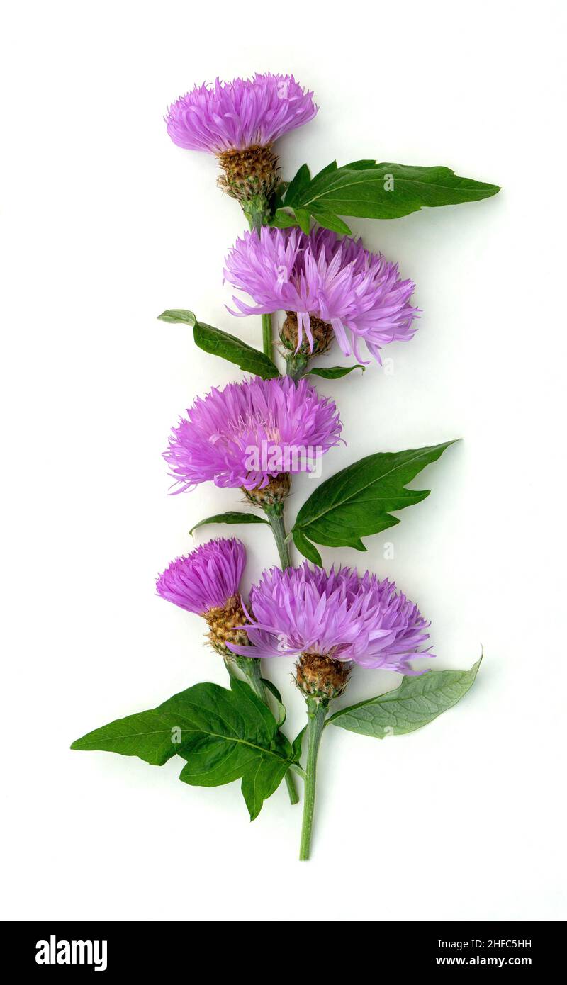bright delicate purple flowers isolated on white background Stock Photo ...