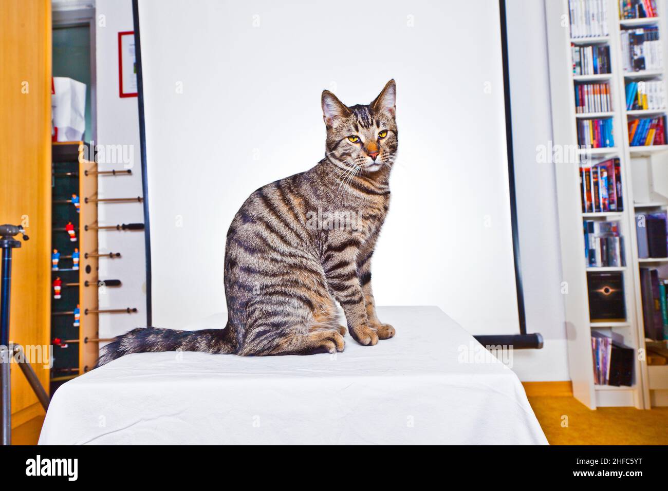 cute cat sitting on a table Stock Photo - Alamy