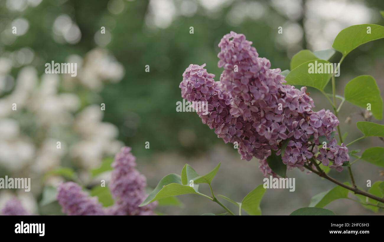 Slow motion lilac flowers in the garden, wide photo Stock Photo - Alamy