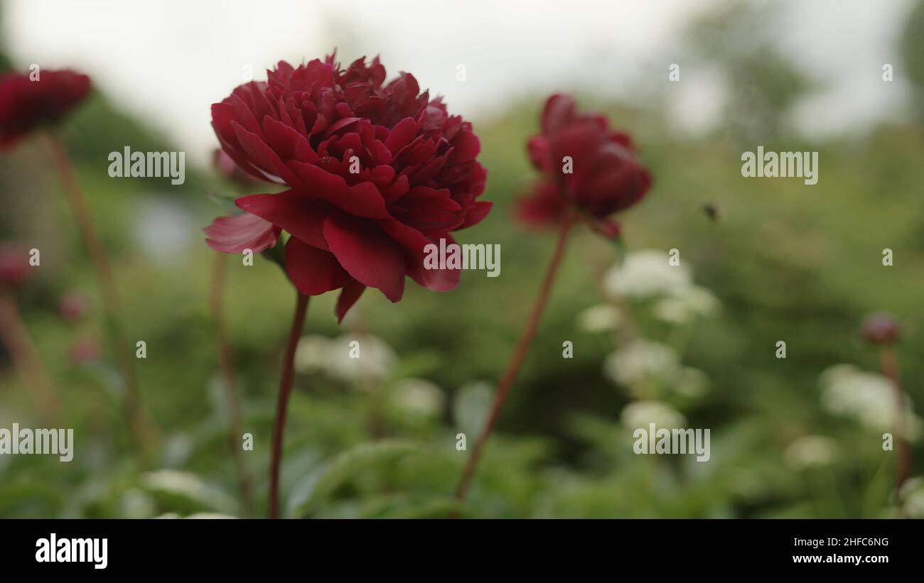 Deep red peony hi-res stock photography and images - Alamy
