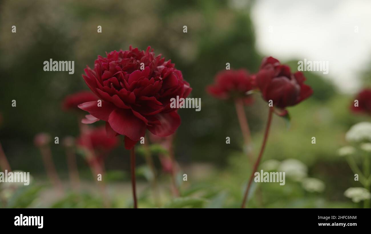deep red peony flower closeup wide photo Stock Photo - Alamy