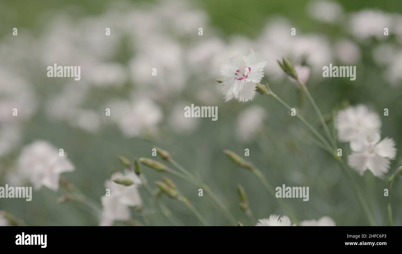 white carnation flowers on a meadow, wide photo Stock Photo - Alamy