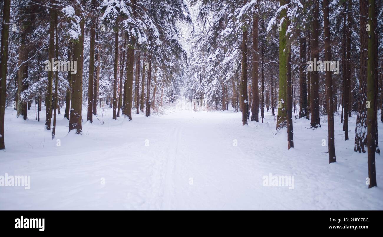 Winter in spruce forest, spruces covered with white fluffy snow. ski ...