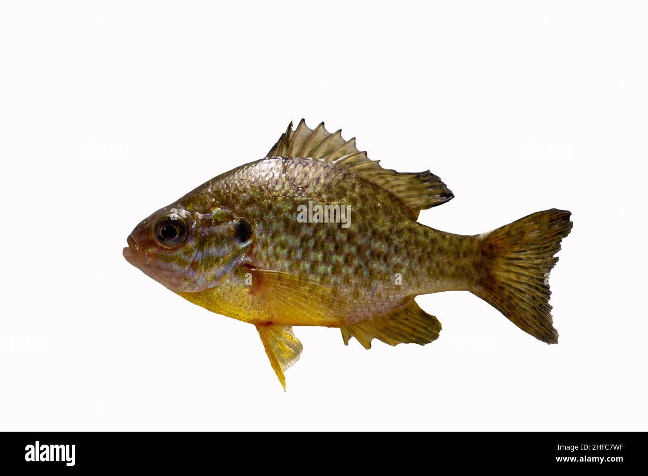 Sun perch isolated on white. Freshwater fish Stock Photo - Alamy