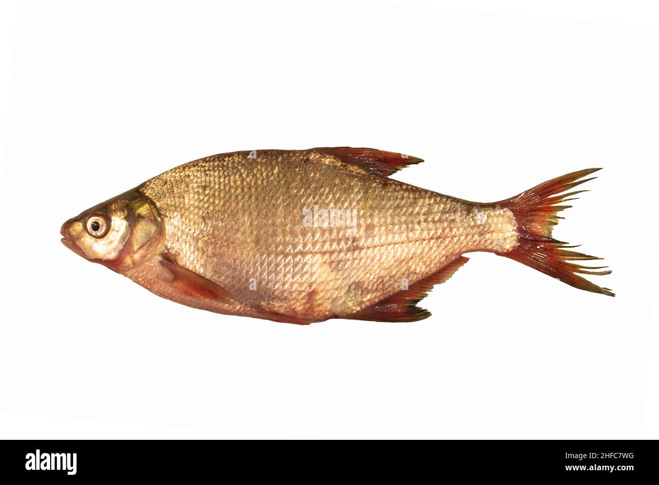bream fish isolated on white Stock Photo - Alamy