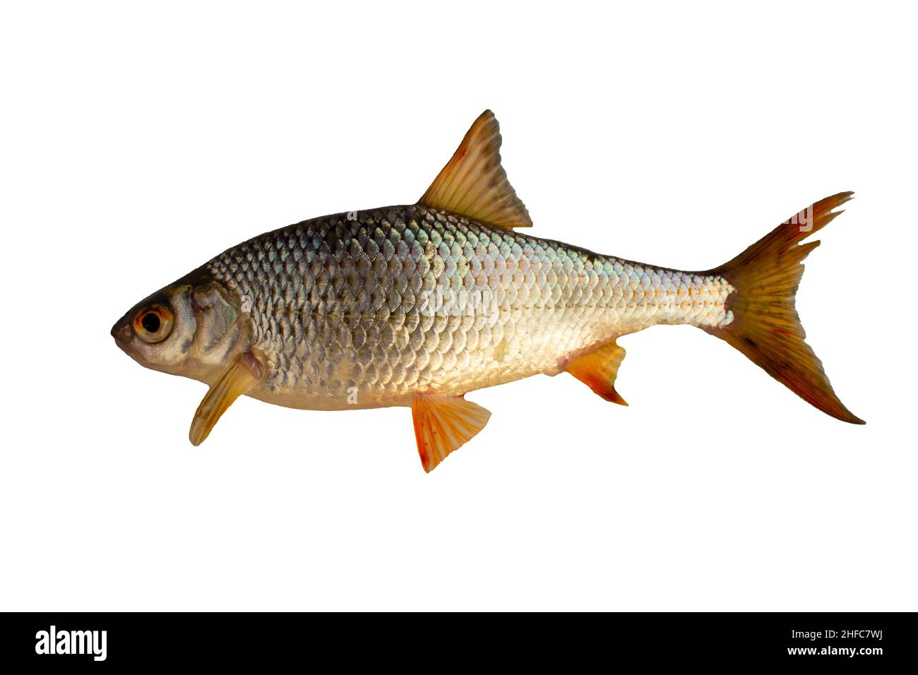 roach fish isolated on a white background Stock Photo - Alamy