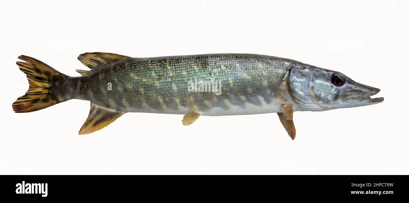 Pickerel fish hi-res stock photography and images - Alamy