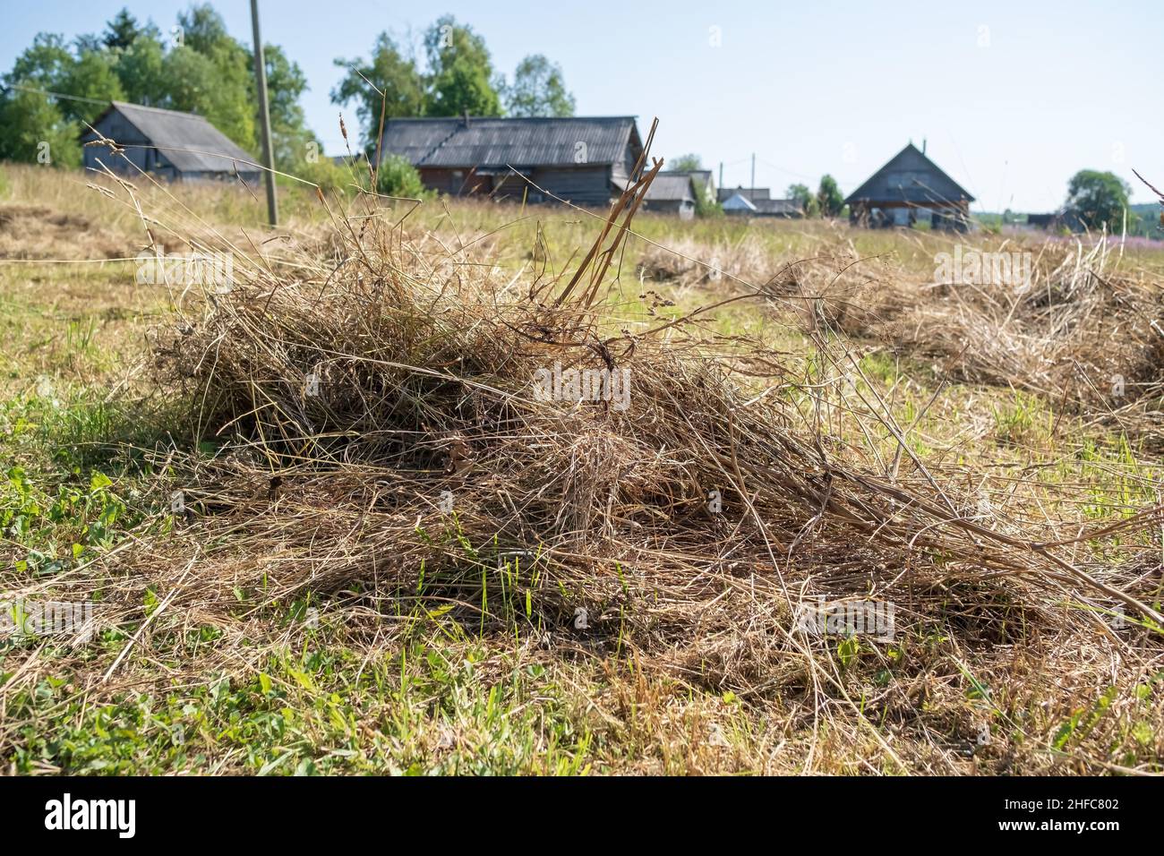 Dry hay against the backdrop of a rural landscape, wooden houses and ...