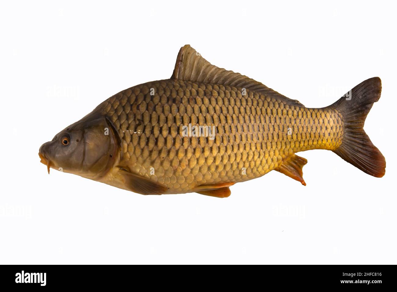 Big carp hi-res stock photography and images - Alamy