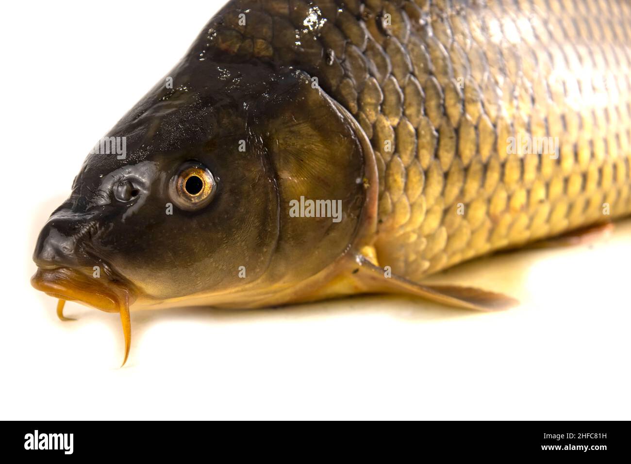 Big carp head isolated on white Stock Photo - Alamy