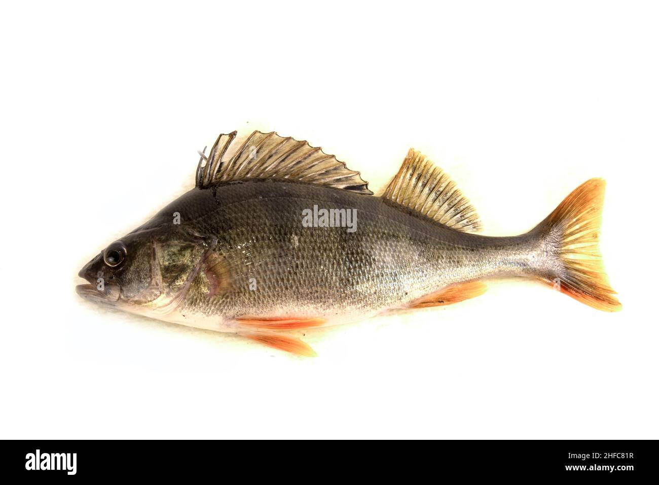 Perch on head Cut Out Stock Images & Pictures - Alamy