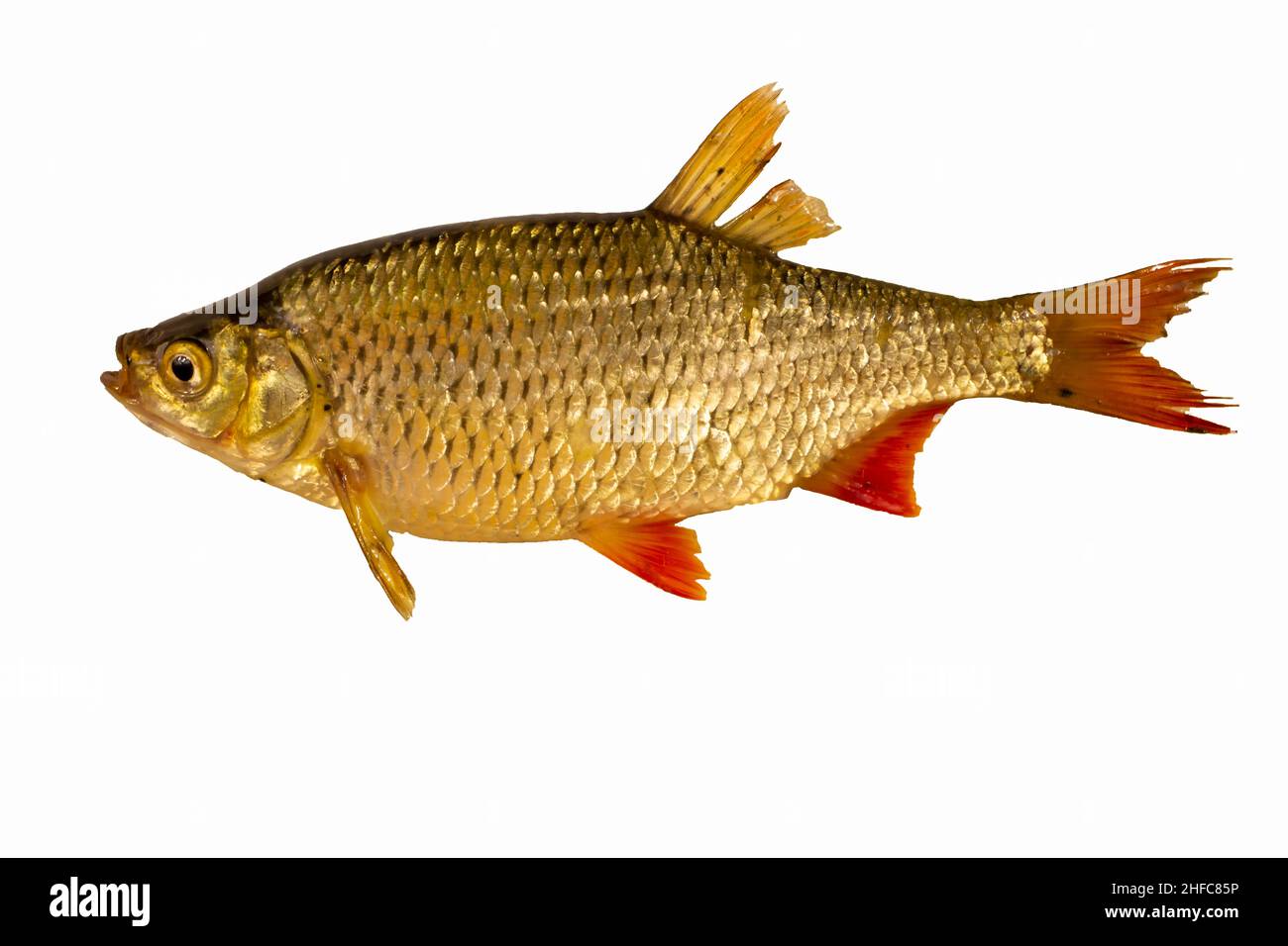 Freshwater environment Cut Out Stock Images & Pictures - Alamy