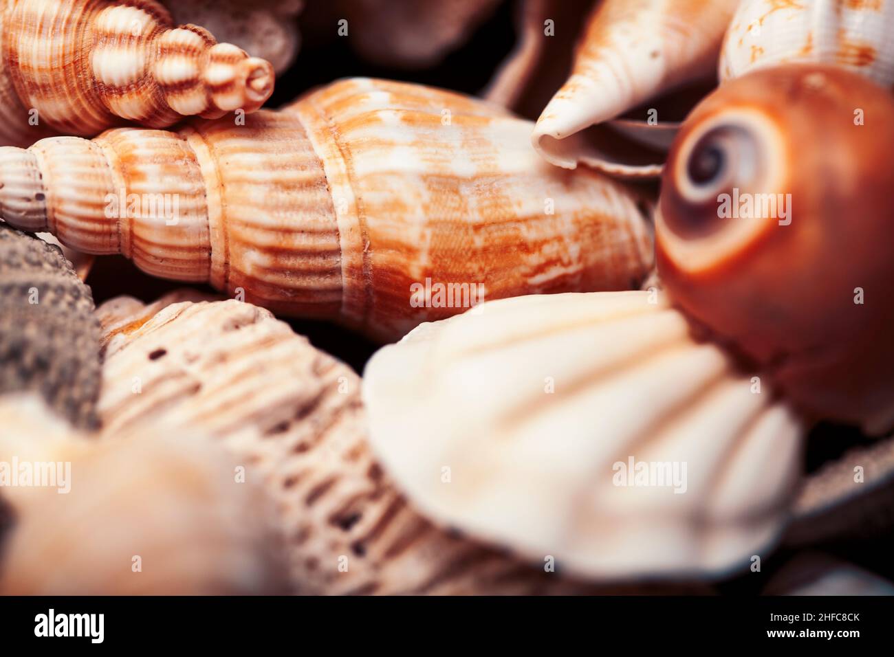a lot of different empty sea shells, natural background, macro details ...
