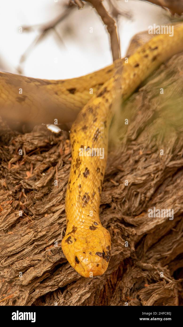 Cape Cobra in the Kgalagadi Stock Photo - Alamy