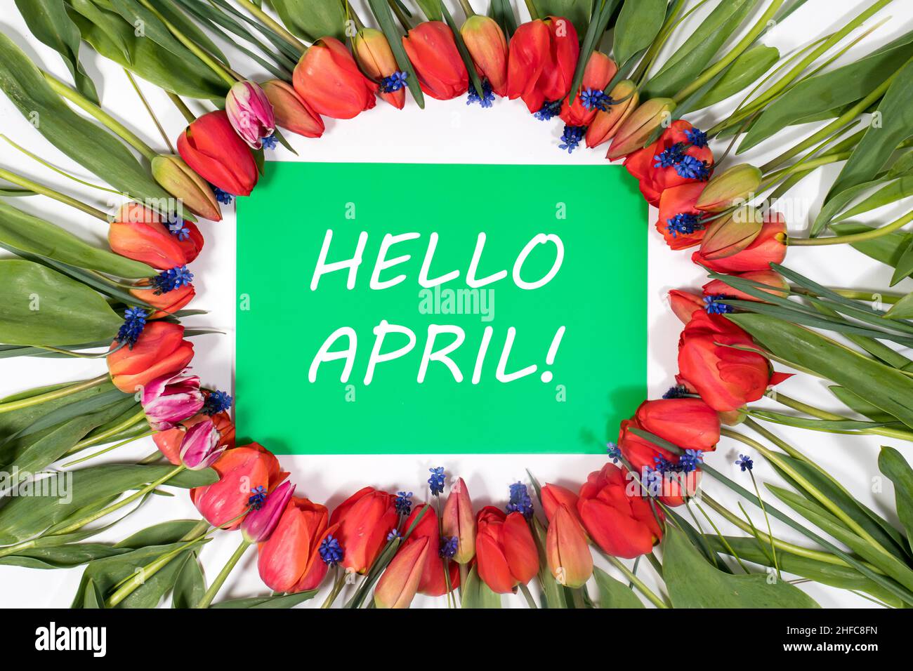 Beautiful flower frame of red tulips with the text Hello April on a ...