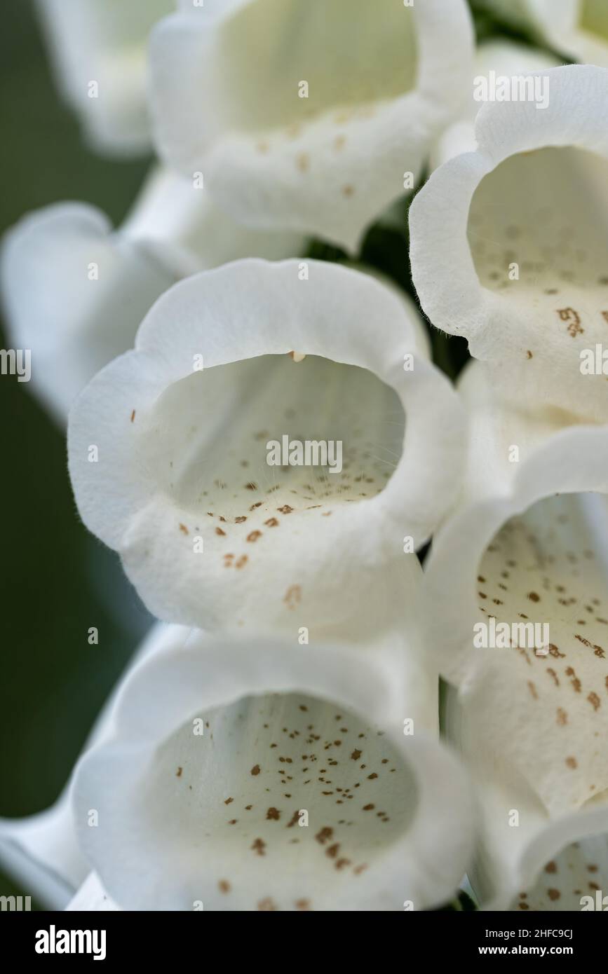 Foxglove, a popular garden plant with bell-shaped flowers. Closeup of a ...