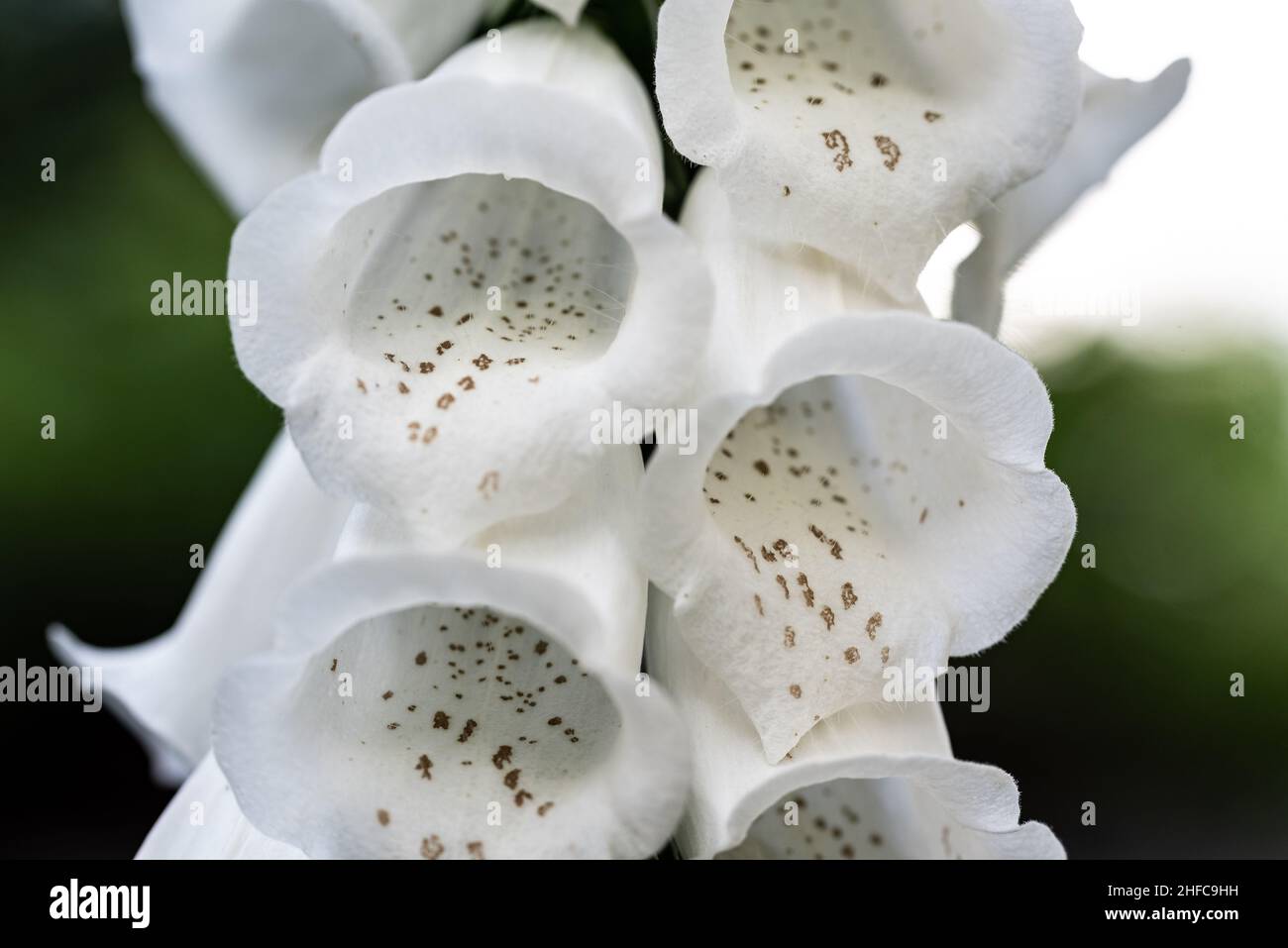 Foxglove, a popular garden plant with bell-shaped flowers. Closeup of a ...