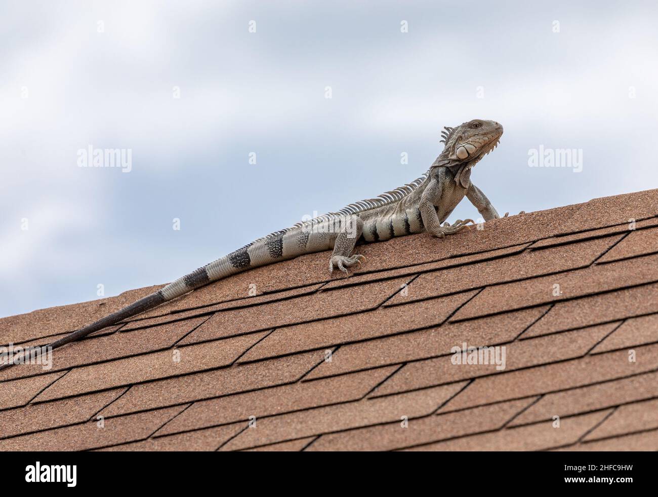 Aruba wildlife hi-res stock photography and images - Alamy