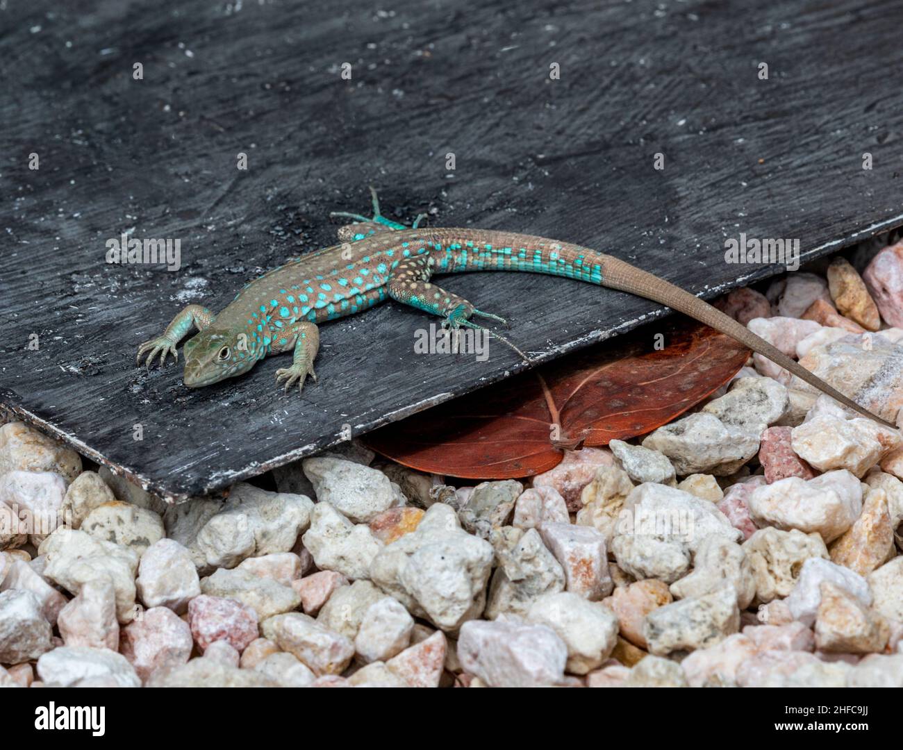 Aruban Whiptail lizard Aruba Stock Photo - Alamy