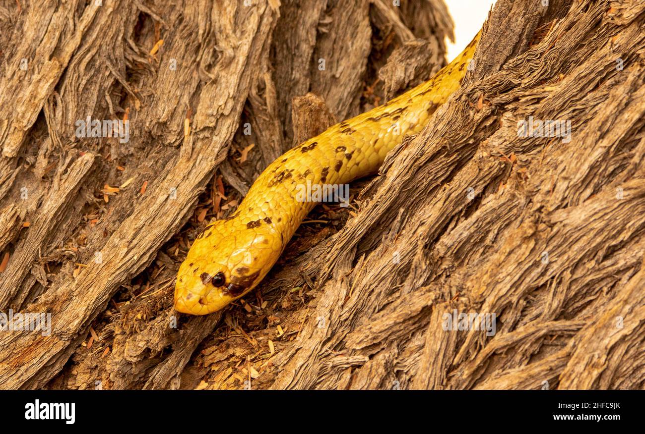 Cape Cobra in the Kgalagadi Stock Photo - Alamy