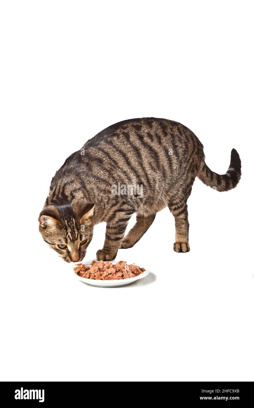 cute cat eating from a dish Stock Photo - Alamy