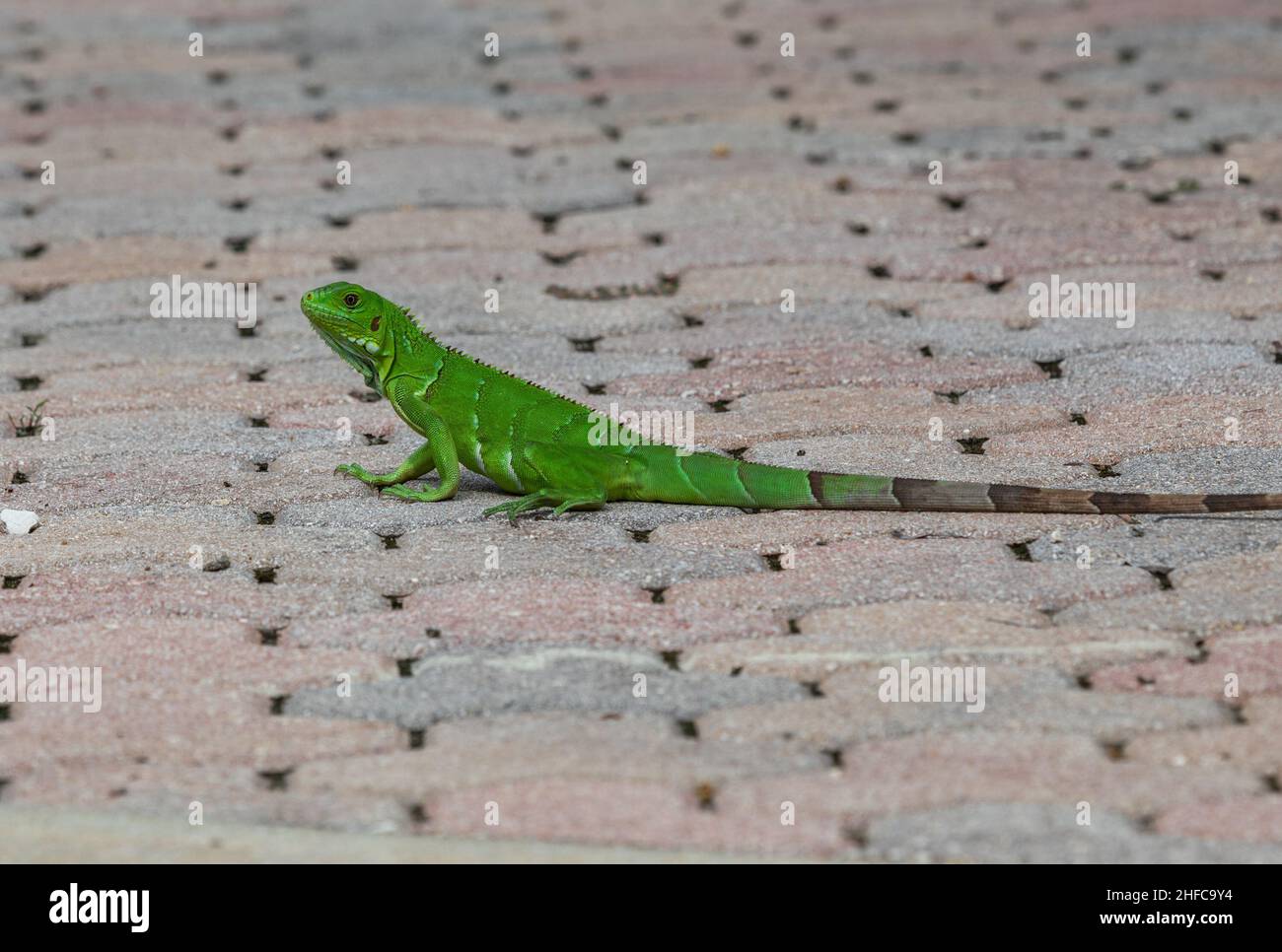 Young Iguanas are bright green in color Stock Photo - Alamy