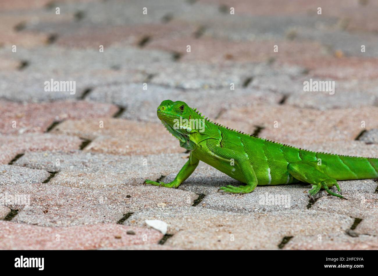 Young Iguanas are bright green in color Stock Photo - Alamy