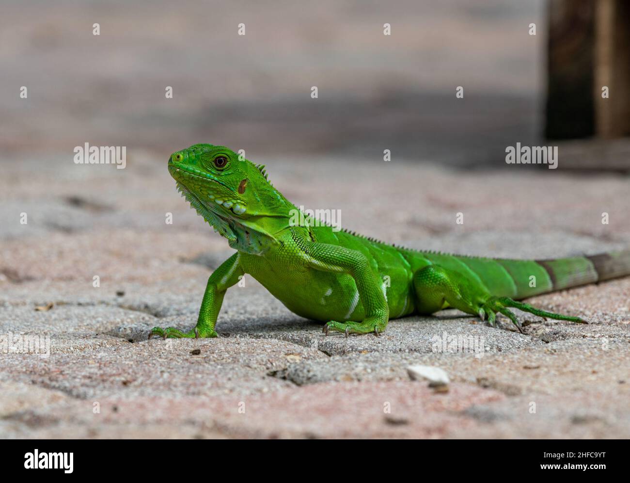 Young Iguanas are bright green in color Stock Photo - Alamy
